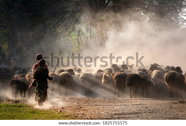 Shepherds Flock Sheep Dust Light Nomadic Stock Photo 1825755575 ...