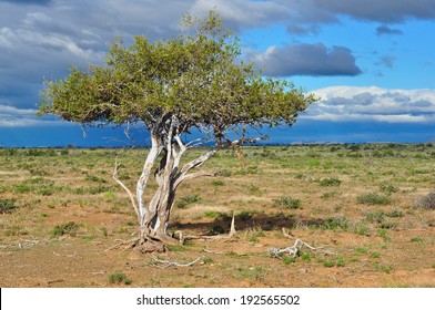 1,181 imágenes de Shepherd s tree - Imágenes, fotos y vectores de stock ...