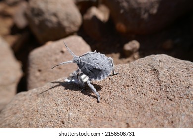Shield backed bugs Images, Stock Photos & Vectors | Shutterstock