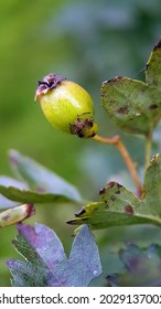 Shield Bug Macro Hemiptera Garden Stock Photo 2029137002 | Shutterstock