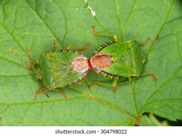 Green Shield Bugs Mating Pycanum Rubens库存照片421599643 | Shutterstock