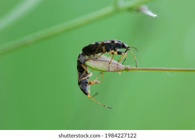Shield Bugs Mating Two Beetles Mate Stock Photo 1984227122 | Shutterstock