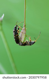 Стоковая фотография 2030797958: Shield Bugs Mating Two Beetles Mate ...