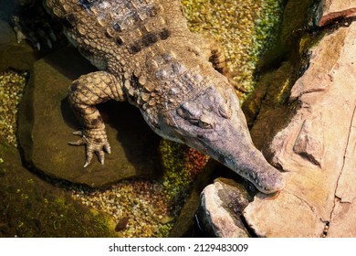 607 Crocodile front view Stock Photos, Images & Photography | Shutterstock