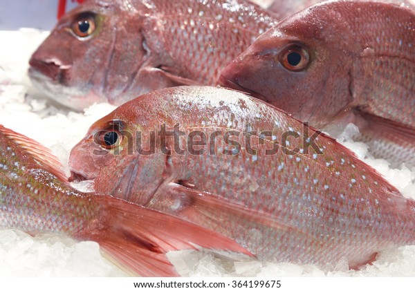 Shiny Fresh Ruby Snapper Fish On Stock Photo (Edit Now) 364199675