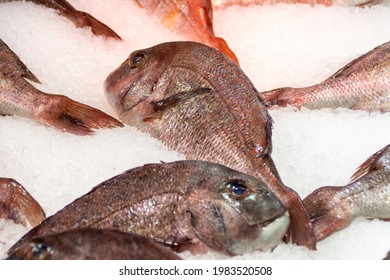 2,033 Ruby fish Images, Stock Photos & Vectors | Shutterstock