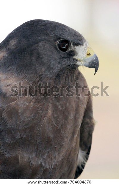 Short Tailed Hawk Stock Photo 704004670 | Shutterstock