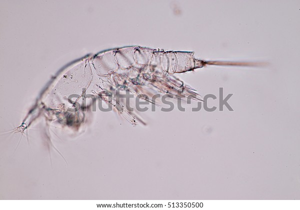 Shrimp Post Larva Under Microscope View库存照片513350500 | Shutterstock