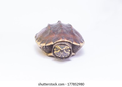 Shrinking Turtles On White Background Stock Photo 177852980 | Shutterstock