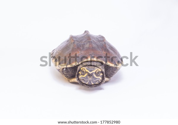 Shrinking Turtles On White Background Stock Photo 177852980 | Shutterstock