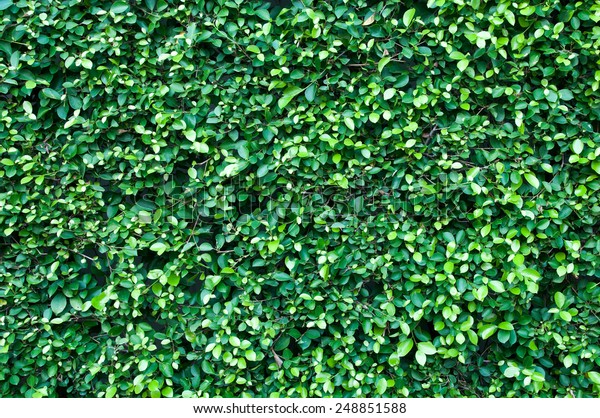 Shrub Texture Stock Photo 248851588 | Shutterstock