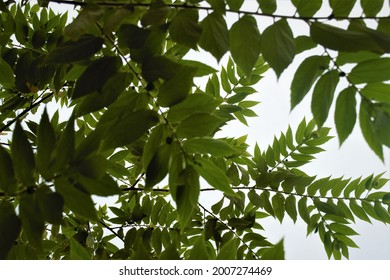 Siam Cherry Tree View Below Stock Photo 2007274469 | Shutterstock