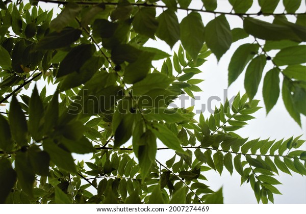 Siam Cherry Tree View Below Stock Photo 2007274469 | Shutterstock
