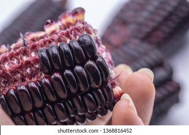 Siam Ruby Queen Corn Isolated On Stock Photo 1368816452 | Shutterstock