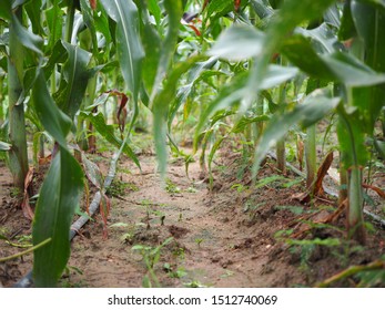 Siam Ruby Queen Sweet Corn Farm Stock Photo 1512740069 | Shutterstock