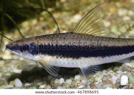Siamese Algae Eater Crossocheilus Oblongus Species Stock Photo (Edit ...