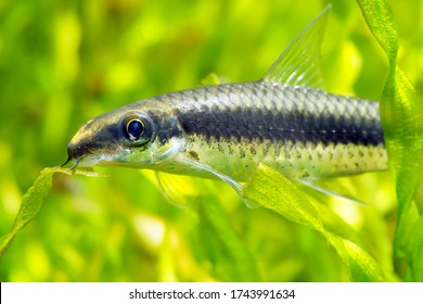 355 Sae animal 이미지, 스톡 사진 및 벡터 | Shutterstock