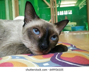 Siamese Cat Stock Photo 649936105 | Shutterstock