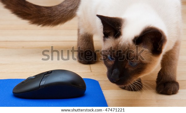 Siamese Cat Looking Computer Mouse On Stock Photo 47471221 | Shutterstock