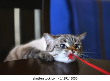 Siamese Cat Playing Red Thread Siamese Stock Photo 1429143050 ...
