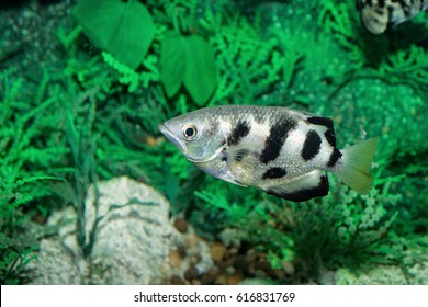 Siamese Tigerfish Coius Microlepis Stock Photo 616831769 | Shutterstock