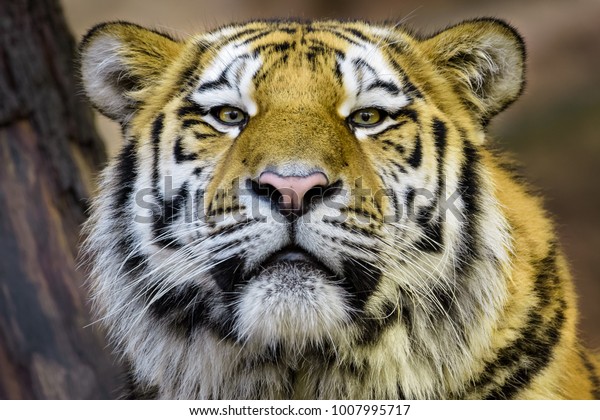 Siberian Tiger Looking Camera Stock Photo (Edit Now) 1007995717
