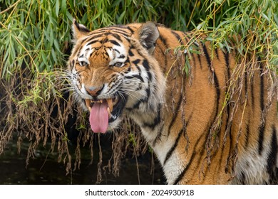 Siberian Tiger Showing Teeth Stock Photo 2024930918 | Shutterstock