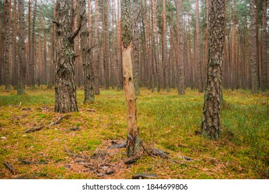 Sick Pine Sick Tree Forest Stock Photo 1844699806 | Shutterstock