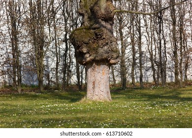 Sick Tree Stock Photo 613710602 | Shutterstock