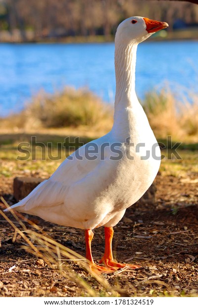 Side Angle Duck By Lake Stock Photo 1781324519 | Shutterstock