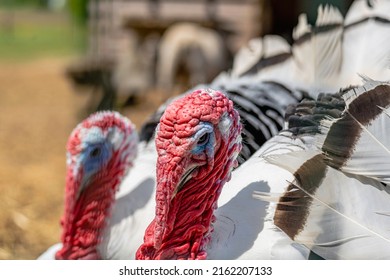 12,288 Turkey pose Images, Stock Photos & Vectors | Shutterstock