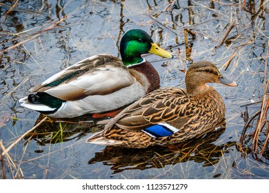 Stock Photo and Image Portfolio by Shawn A Hodder | Shutterstock
