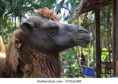 Side Camel Stock Photo 374161489 | Shutterstock