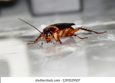 205 Cursed Insects Images, Stock Photos & Vectors | Shutterstock