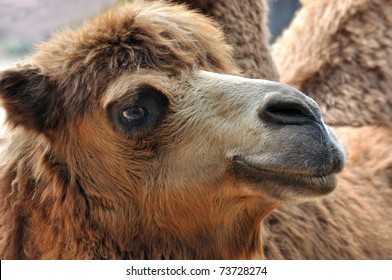 10,096 Camel eye Images, Stock Photos & Vectors | Shutterstock