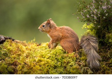 Side On View Red Squirrel Sitting Stock Photo 703380097 | Shutterstock