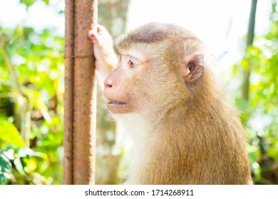 Side Portrait Monkey Foto Stok 1714268911 | Shutterstock