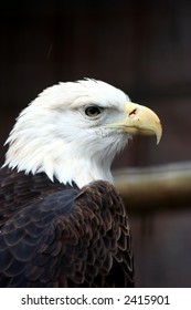 Side Profile Bald Eagle Stock Photo 2415901 | Shutterstock