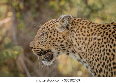 Side Profile Leopard Stock Photo (Edit Now) 388302409