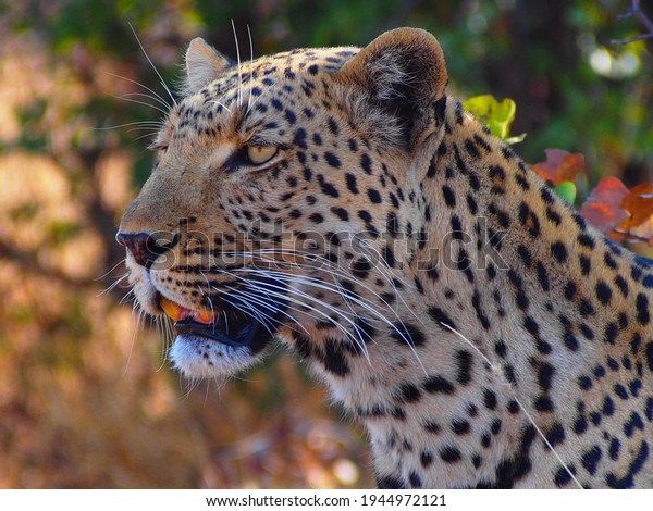 Side Profile Leopard Sitting Staring Shade Stock Photo 1944972121 ...