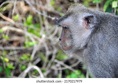 1,731 Monkey side face Stock Photos, Images & Photography | Shutterstock