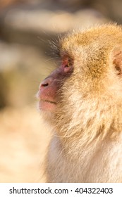 Side Profile Monkey Stock Photo 404322403 | Shutterstock