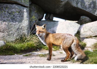 742 Fox Side Face Images, Stock Photos & Vectors | Shutterstock