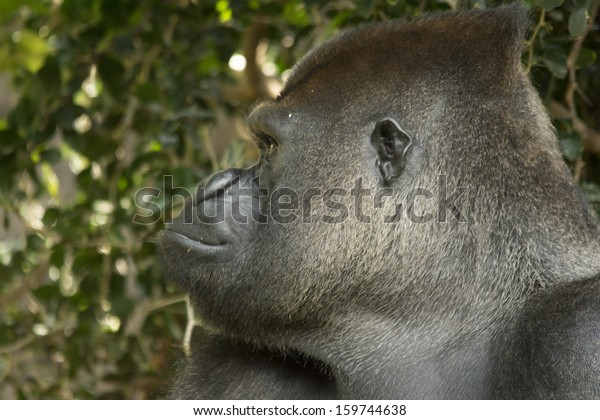 Side Profile Silverback Gorilla Stock Photo (Edit Now) 159744638