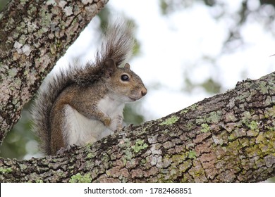 Side Profile Squirrel Tree Stock Photo 1782468851 | Shutterstock
