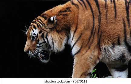 580 Tiger walking side Images, Stock Photos & Vectors | Shutterstock
