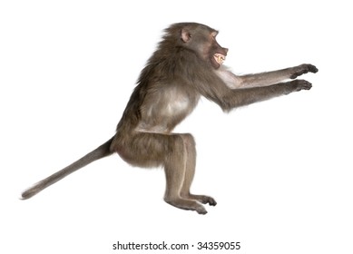 246 Baboon Side View Stockfotos, Bilder und Fotografie | Shutterstock