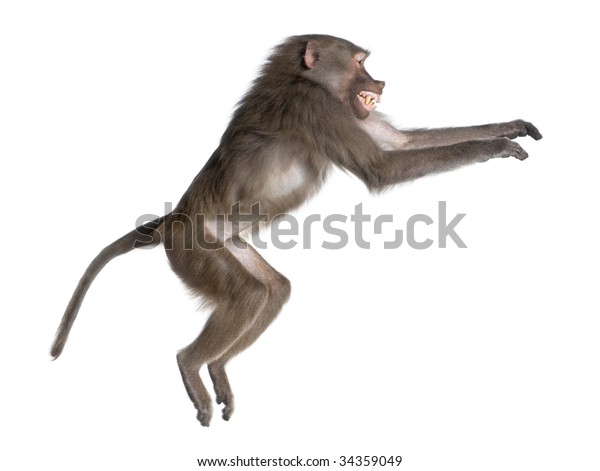Side View Baboon Jumping Simia Hamadryas Stock Photo (Edit Now) 34359049