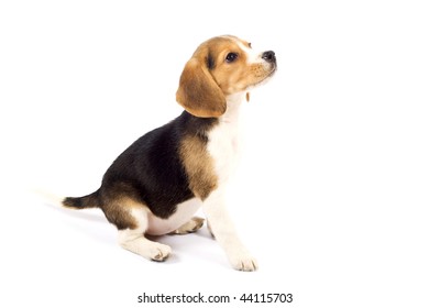 Side View Beagle Front White Background Stock Photo 44115703 | Shutterstock