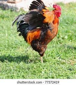 Side View Beautiful Rooster Flapping Wings Foto stock 77372419 ...